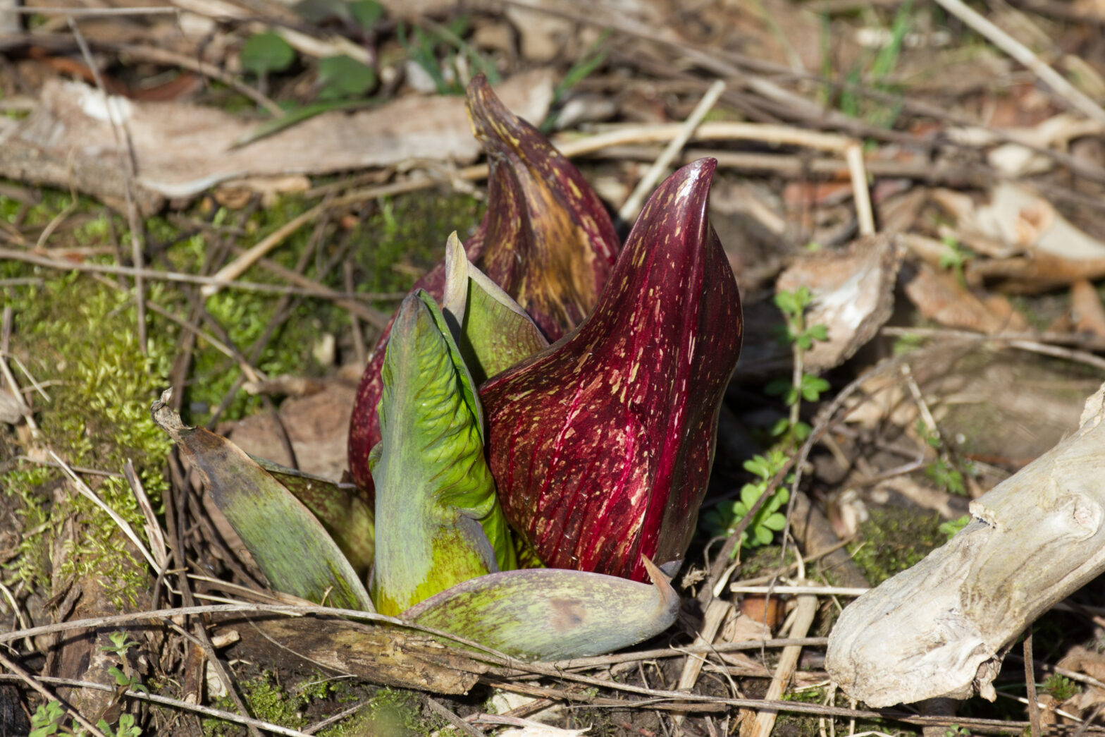 Home in nature: Skunk cabbage season | Kewanee Voice