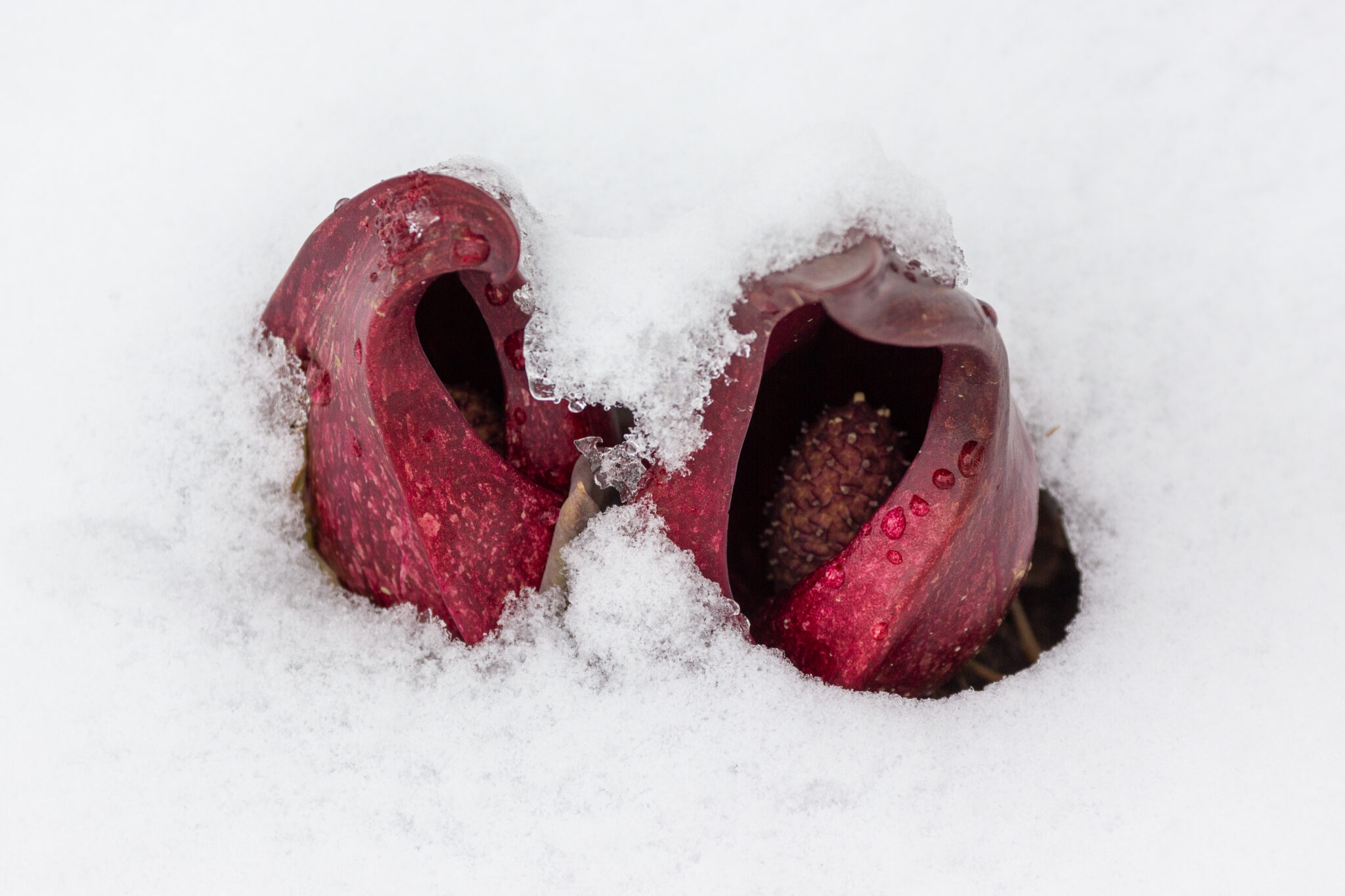Home in nature: Skunk cabbage season | Kewanee Voice