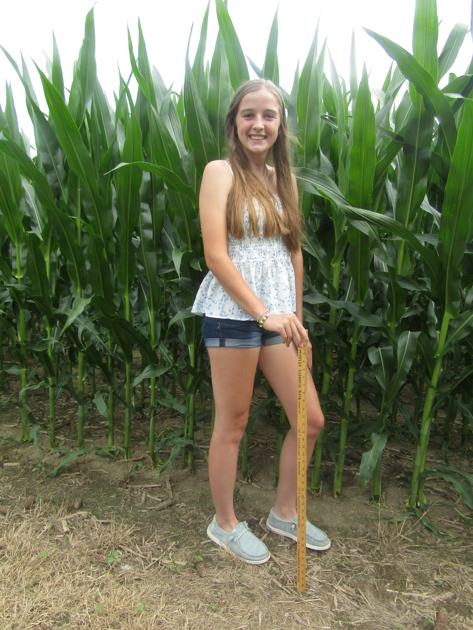Mikayla Ouart takes the tape for this year’s corn check | Kewanee Voice