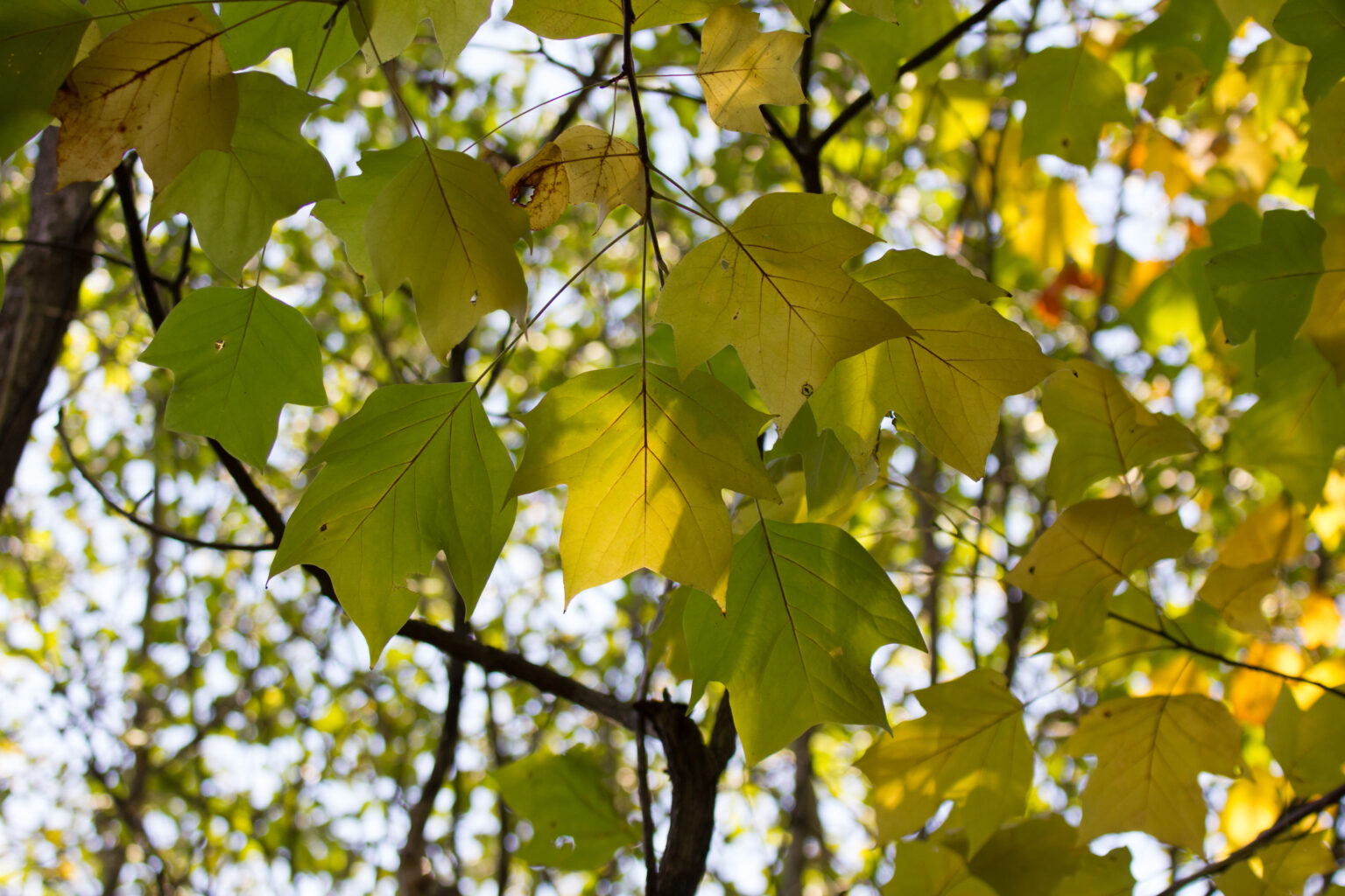 Home in nature: Family trees | Kewanee Voice