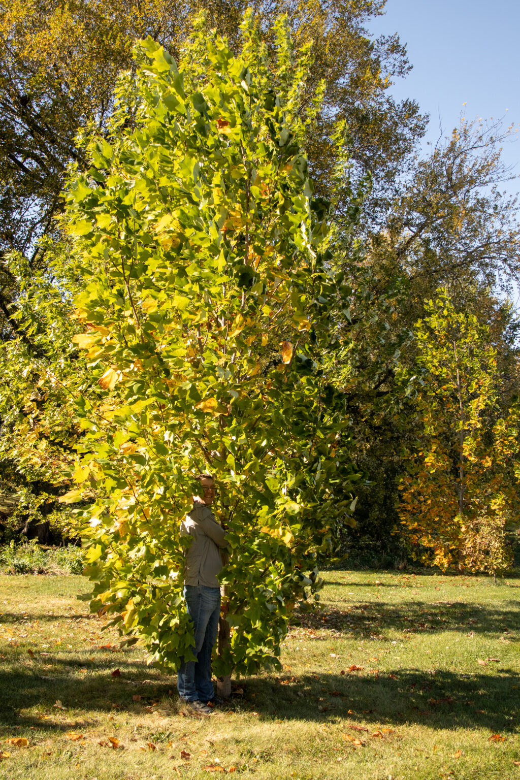 Home in nature: Family trees | Kewanee Voice