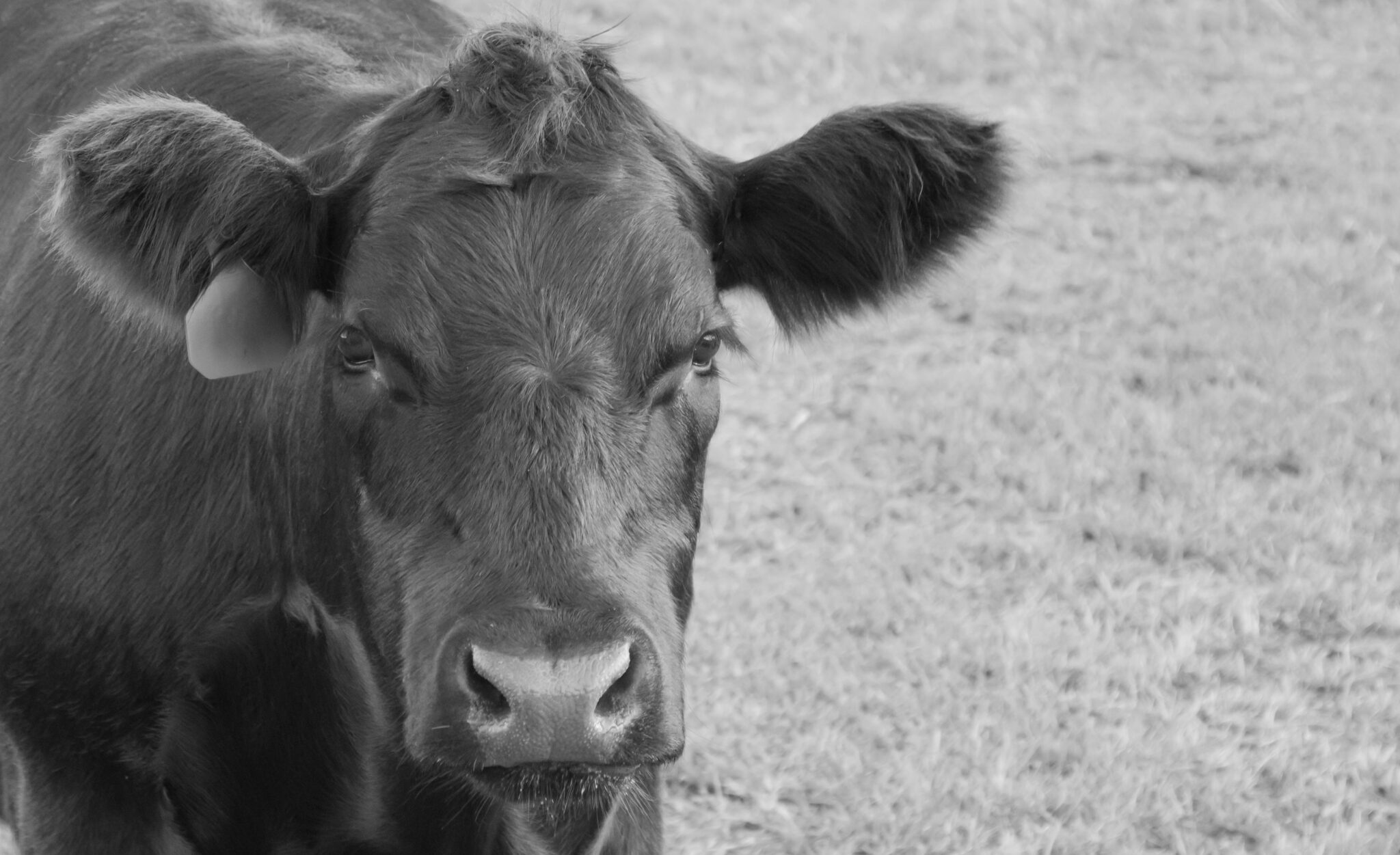 LGK Cattle joins membership of American Angus Association | Kewanee Voice